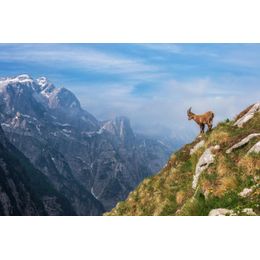 Fototapete papermoon "Photo-Art ALES KRIVEC, ALPINE IBEX IN DEN BERGEN", bunt, B:3,5m L:2,6m, Vlies, Tapeten, Fototapete