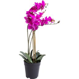 Kunstorchidee BOTANIC-HAUS "Orchidee Bora", pink (fuchsia), B:35cm H:60cm T:35cm &Oslash;:35cm, Kunststoff, Kunstpflanzen, Kunstorchidee