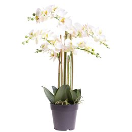 Kunstorchidee BOTANIC-HAUS "Orchidee Bora", beige (creme, wei&szlig;), B:50cm H:60cm T:50cm &Oslash;:50cm, Kunststoff, Kunstpflanzen, Kunstorchidee