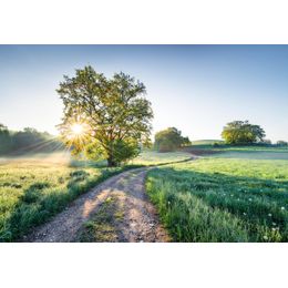 Fototapete Komar "Meadow Trail - Gr&ouml;&szlig;e 368 x 254 cm", bunt, B:368m H:254m L:254m, Vlies, Tapeten, Fototapete, Wohnzimmer, Schlafzimmer