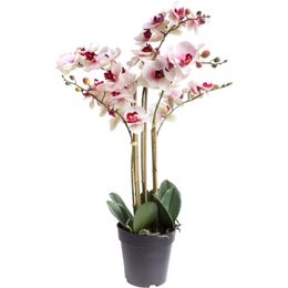 Kunstorchidee BOTANIC-HAUS "Orchidee Bora", beige (creme, pink), B:50cm H:60cm T:50cm &Oslash;:50cm, Kunststoff, Kunstpflanzen, Kunstorchidee