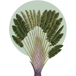 Bild Komar "Botanical Garden Pinnate Palm", gr&uuml;n (farbe bild(er): gr&uuml;n), B:50cm H:70cm, Holz, Papier, Bilder, Bild, Wandbild zur Dekoration - ohne Rahmen