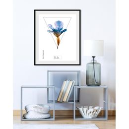 Bild queence "Iris", blau (farbe rahmen: schwarz, farbe bild(er): blau), B:30cm H:40cm, Acrylglas, Holz, Papier, Bilder, Bild, HD Premium Poster-Druck inkl. Holzrahmen