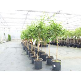 Citrus Yuzu 130 - 150 cm, Zitronenbaum Zitrone, japanische Zitrone, winterhart