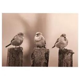 Leinwandbild Art for the home "Outdoor Vogel 50x70cm", braun (farbe bild(er): braun), B:70cm H:40cm T:2,3cm &Oslash;:2,3cm, Bilder, Leinwandbild, Leinwand f&uuml;r drau&szlig;en- Early Birds - Sepia - 50x70cm