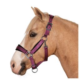 Passion 4Q Nylon Halfter rot Pony