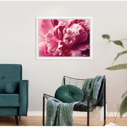 queence Bild &raquo;Andreas&laquo; Blumen Blumenbilder Foto Kunst Pflanzenbilder Rosen, gerahmt rosa Acrylglas, Holz, Papier