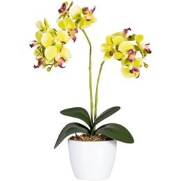 Kunstpflanze Creativ green, B:11cm H:50cm T:11cm &Oslash;:11cm, gr&uuml;n, Kunststoff, Polyester, Badezimmer, Kunstpflanzen, "Phalaenopsis"