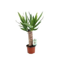 MeinVIPShop Yucca Palme 50cm | Gr.: onesize