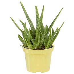 blu Bio-Aloe Vera 'Sweet' 12 cm Topf