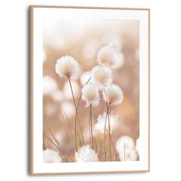 SONSTIGE Bild COTTON POPS