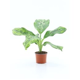 MeinVIPShop Dieffenbachia Camouflage 40cm Zimmerpflanze | Gr.: onesize