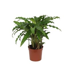 MeinVIPShop Calathea blue grass 40 cm Zimmerpflanze | Gr.: onesize