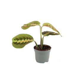MeinVIPShop Maranta leuconeura 'Fascinator' 25cm Zimmerpflanze | Gr.: onesize