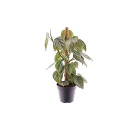 MeinVIPShop Philodendron brandtianum 40cm Zimmerpflanze | Gr.: onesize