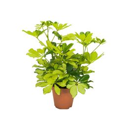 MeinVIPShop Schefflera arboricola Melanie 35cm Zimmerpflanze | Gr.: onesize