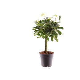 MeinVIPShop Schefflera arboricola Nora 50cm Zimmerpflanze | Gr.: onesize