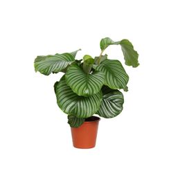 MeinVIPShop Calathea 75cm XXL Zimmerpflanze | Gr.: onesize