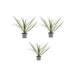 MeinVIPShop Drachenbaum Dracaena marginata 3er Set Zimmerpflanze | Gr.: onesize