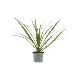 MeinVIPShop Drachenbaum Dracaena marginata 30cm Zimmerpflanze | Gr.: onesize