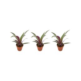 MeinVIPShop Tradescantia spathacea Sitara 3er Set Zimmerpflanze | Gr.: onesize