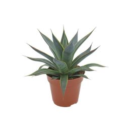 MeinVIPShop Mediterrane Agave | Gr.: onesize