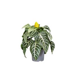 MeinVIPShop Zebrapflanze Aphelandra squarrosa Dania 35 cm | Gr.: onesize