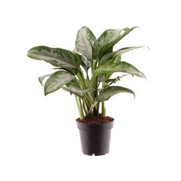 MeinVIPShop Aglaonema Jubilee Zimmerpflanze | Gr.: onesize