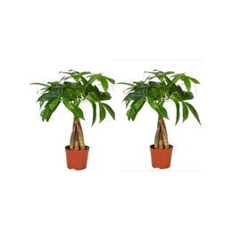 MeinVIPShop Pachira 40 cm Zimmerpflanze 2er Set | Gr.: onesize