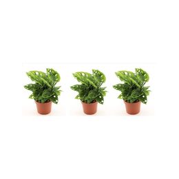 MeinVIPShop Monstera adansonii 25cm 3er Set Zimmerpflanze | Gr.: onesize