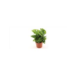 MeinVIPShop Monstera adansonii 25cm 1er Zimmerpflanze | Gr.: onesize