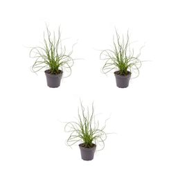 MeinVIPShop Spiralis 3er Set Gartenpflanze | Gr.: onesize