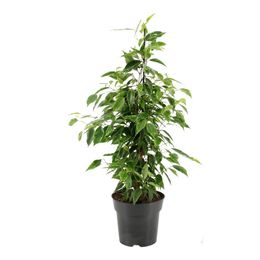 MeinVIPShop Zimmerpflanze Ficus benjamina 70 cm XXL | Gr.: onesize