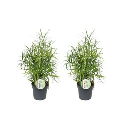 MeinVIPShop Zierspargel Asparagus falcatus 2er Set | Gr.: onesize