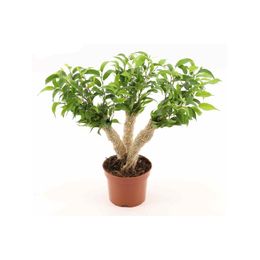 MeinVIPShop Zimmerpflanze Ficus benjamina 35cm | Gr.: onesize