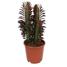 MeinVIPShop Wolfsmilch Euphorbia trigona | Gr.: onesize