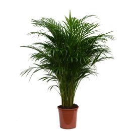 MeinVIPShop Goldfruchtpalme Dypsis lutescens XXL 85cm | Gr.: onesize