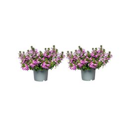 MeinVIPShop F&auml;cherblume Scaevola aemula Pink 2er Set | Gr.: onesize