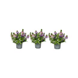 MeinVIPShop F&auml;cherblume Scaevola aemula Trio 3er Set | Gr.: onesize