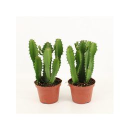 MeinVIPShop Wolfsmilch Euphorbia 2er Set 30cm | Gr.: onesize