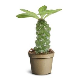MeinVIPShop Wolfsmilch Euphorbia ritchiei | Gr.: onesize