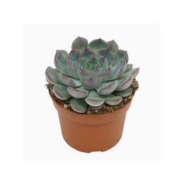 MeinVIPShop Sukkulente Echeveria Hercules 14cm | Gr.: onesize