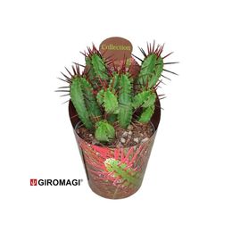 MeinVIPShop Wolfsmilch Euphorbia Enopla | Gr.: onesize
