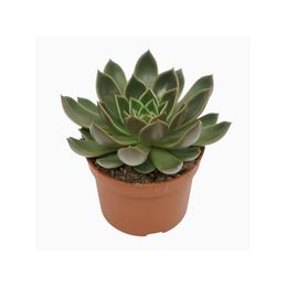 MeinVIPShop Sukulente Echeveria Mira Hybrid 14cm | Gr.: onesize