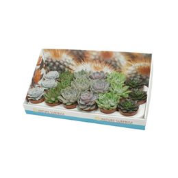 MeinVIPShop Sukulente Echeveria Pflanzen 18er Set | Gr.: onesize