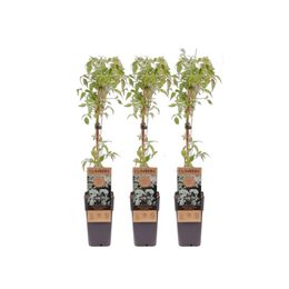 MeinVIPShop Kletterpflanze Clematis Montana Grandiflora wei&szlig; 3er Set 60cm | Gr.: onesize