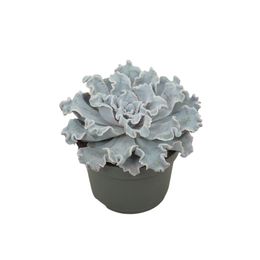 MeinVIPShop Sukulente Echeveria Crispy Beauty 15cm | Gr.: onesize