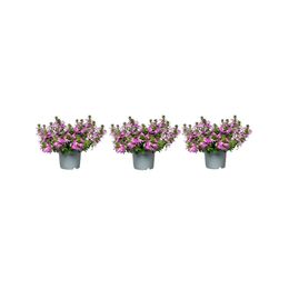 MeinVIPShop F&auml;cherblume Scaevola aemula Pink 3er Set | Gr.: onesize