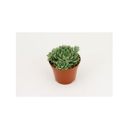 MeinVIPShop Sukulente Echeveria Scorpio 15cm | Gr.: onesize