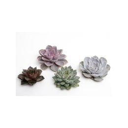 MeinVIPShop Sukulente Echeveria cut mixed 4er Set | Gr.: onesize